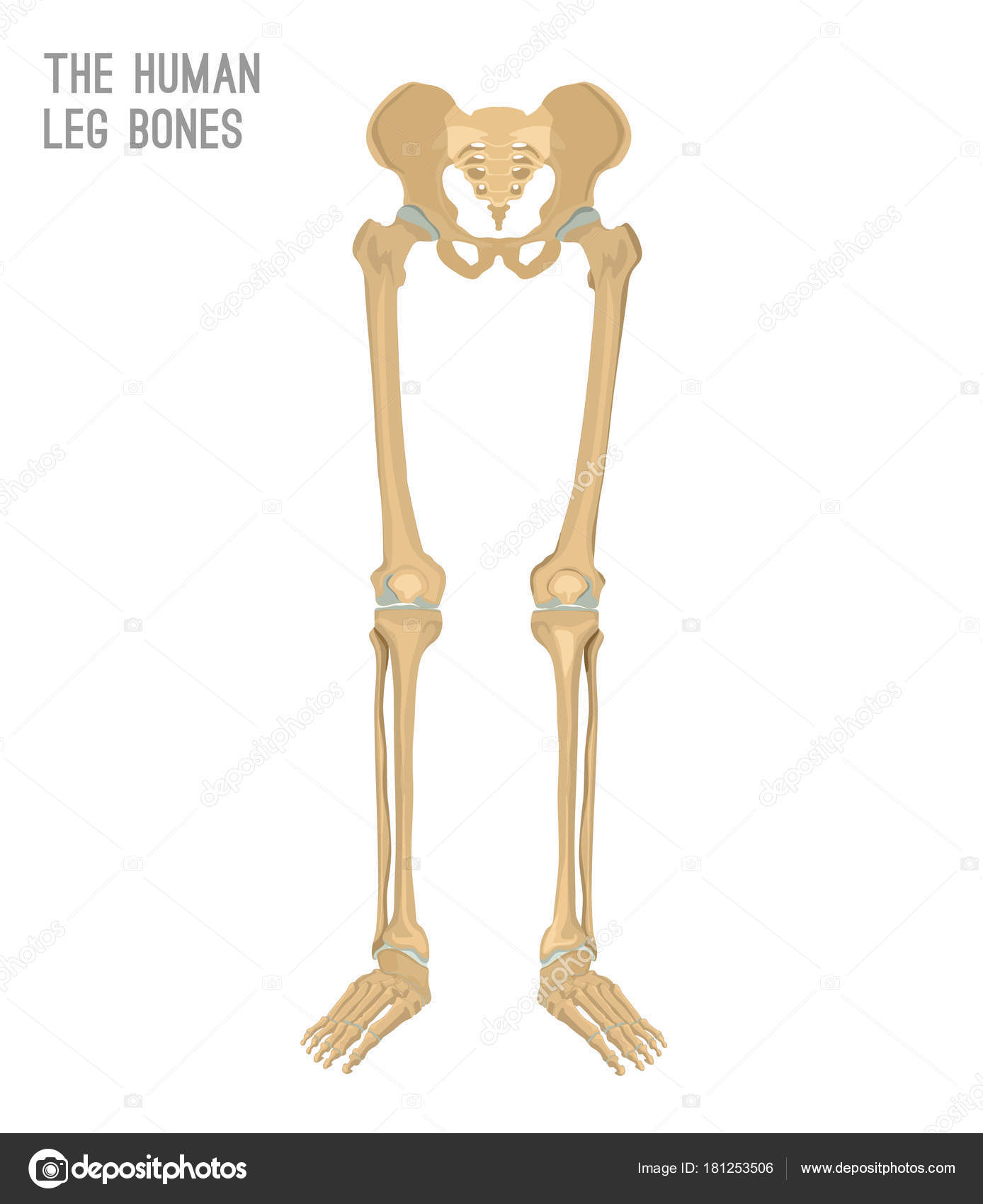 Skelet Been Tekening