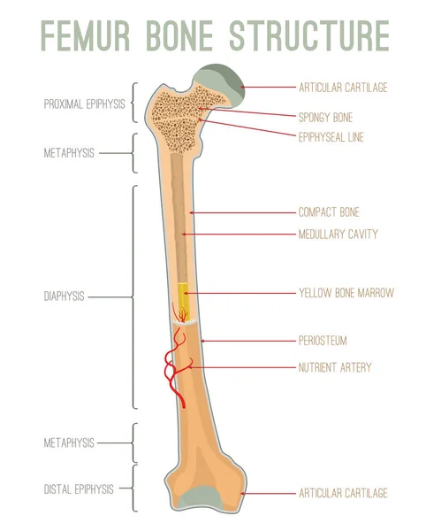 Bone Anatomy — Stock Vector © stockshoppe #9978318