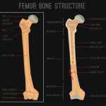 Tight bone- Femur Stock Vector Image by ©megija #27712807