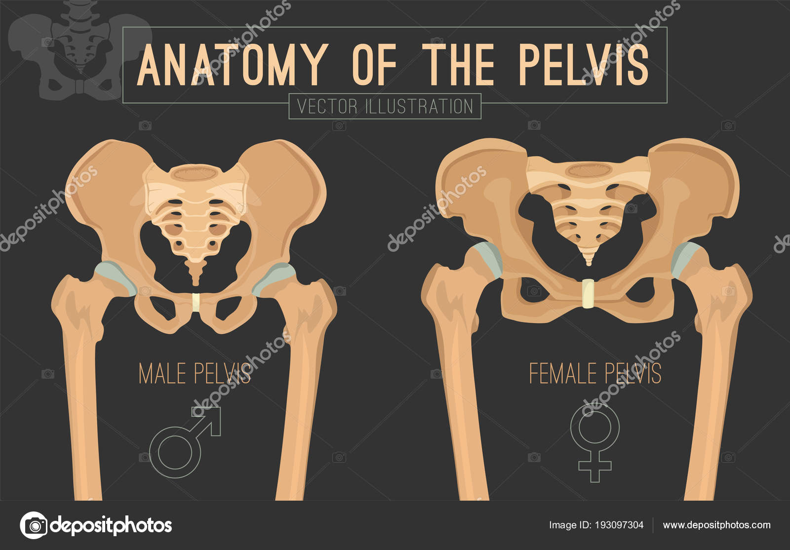 Female Male Pelvis Stock Vector Image by ©annyart #193097304