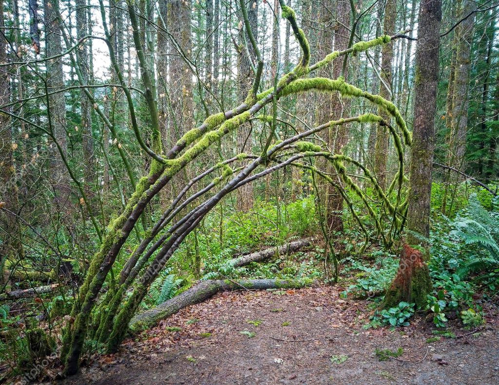 Imágenes de la desafiante ruta Rattlesnake Ridge Trail con árboles ...