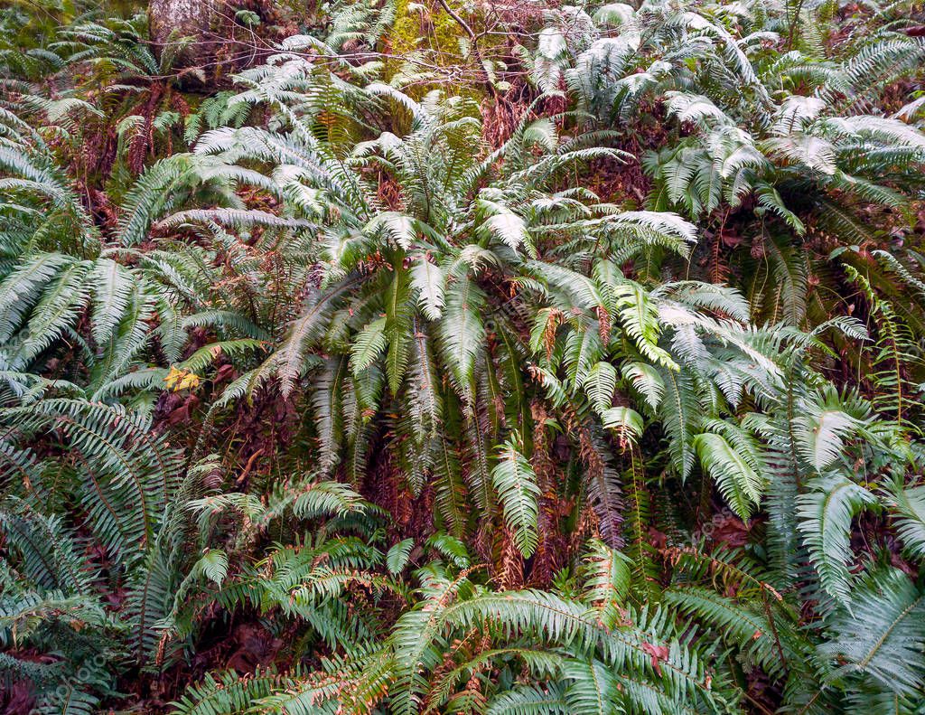 Imágenes de la desafiante ruta Rattlesnake Ridge Trail con árboles ...