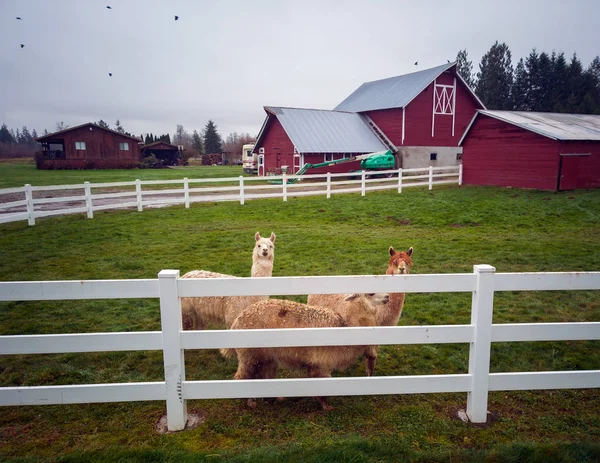 Three friendly happy majestic alpacas with a barn and birds flying in ...