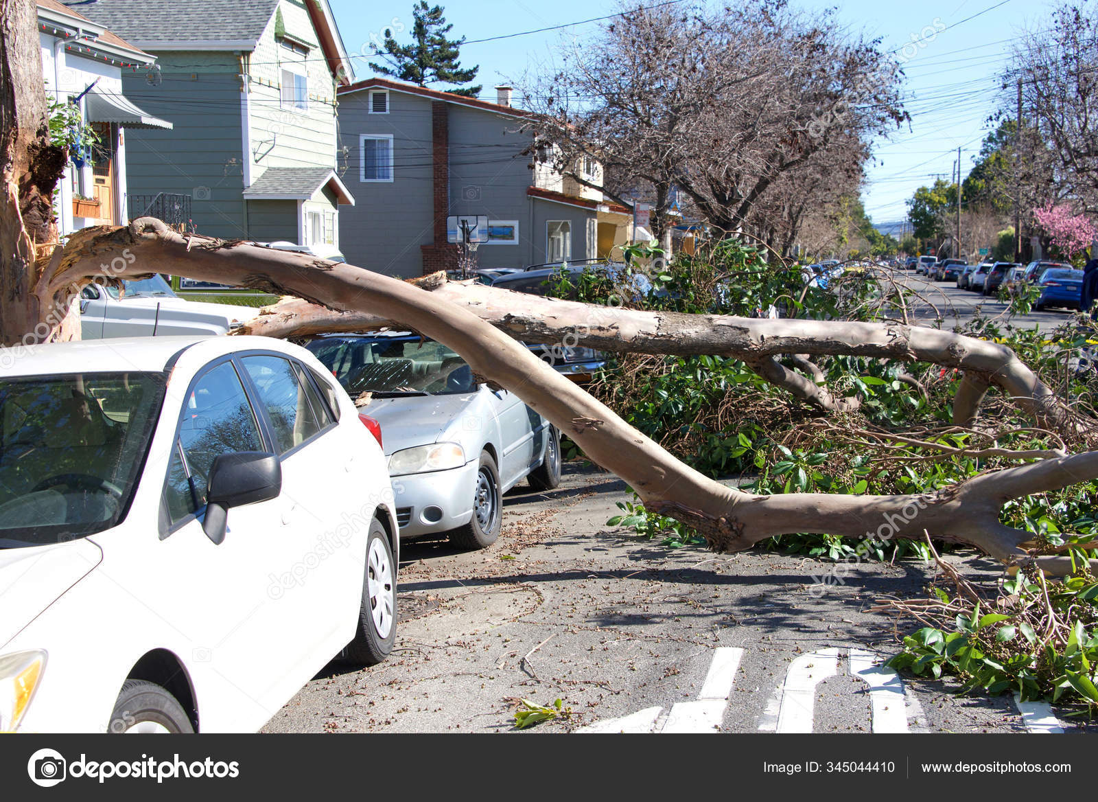 Large Tree Uprooted Sidewalk High Wind Velocity Laying Lanes Traffic ...