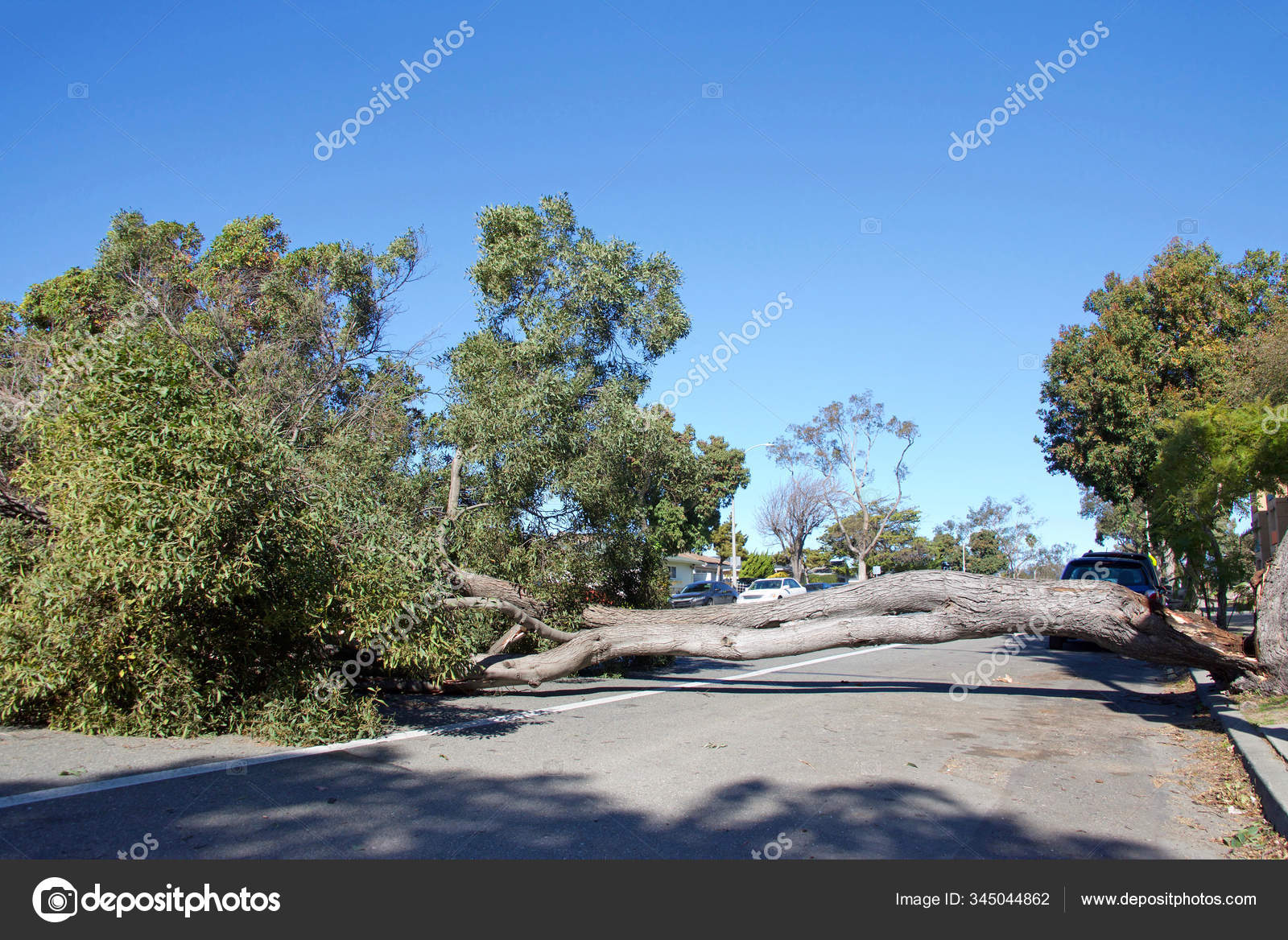 Large Tree Branch Broken Split Trunk High Wind Velocity Laying Stock ...