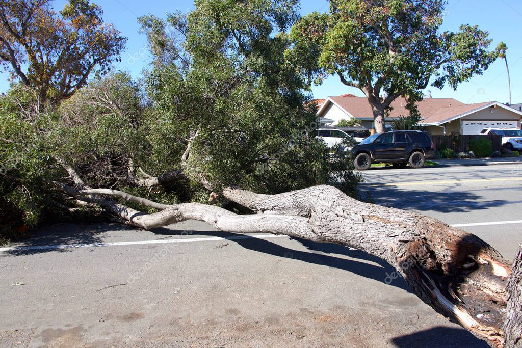 Rama de árbol grande rota, dividida en el tronco por la alta velocidad ...