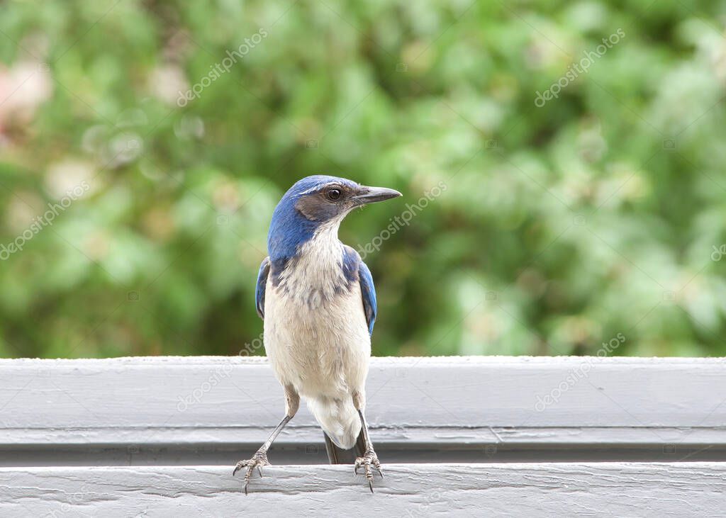 Un California Scrub Jay se posó en el techo gris del patio mirando ...