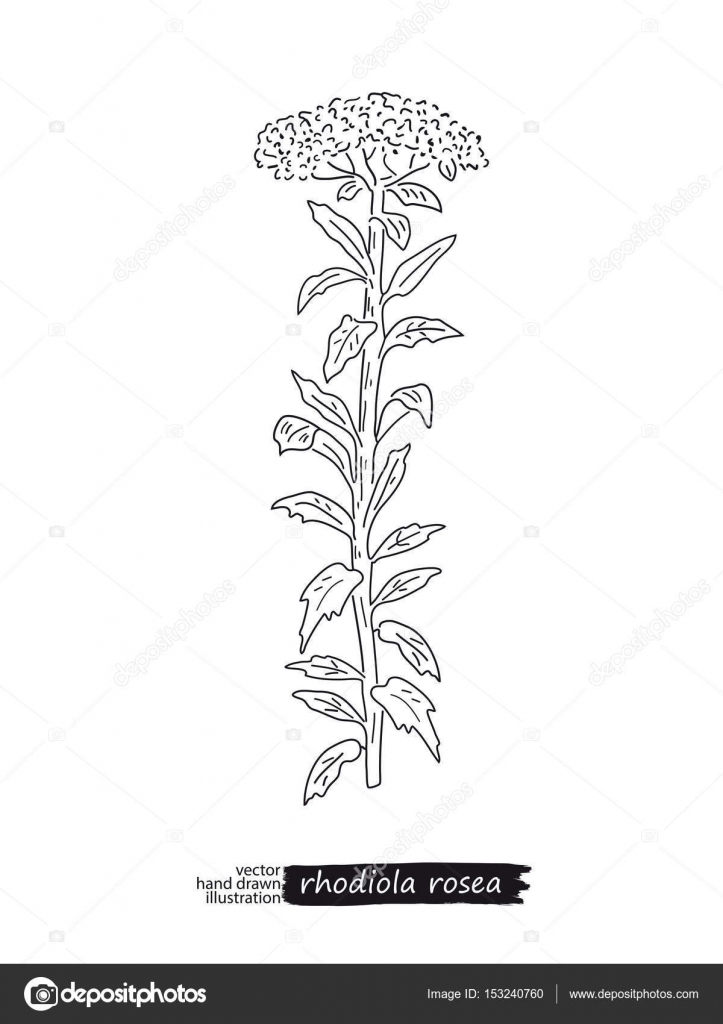 Rhodiola rosea isolated vector sketch Stock Vector by ©lenaalyonushka ...