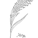 Proso millet Panicum miliaceum Stock Vector Image by ©Foxyliam #146380551