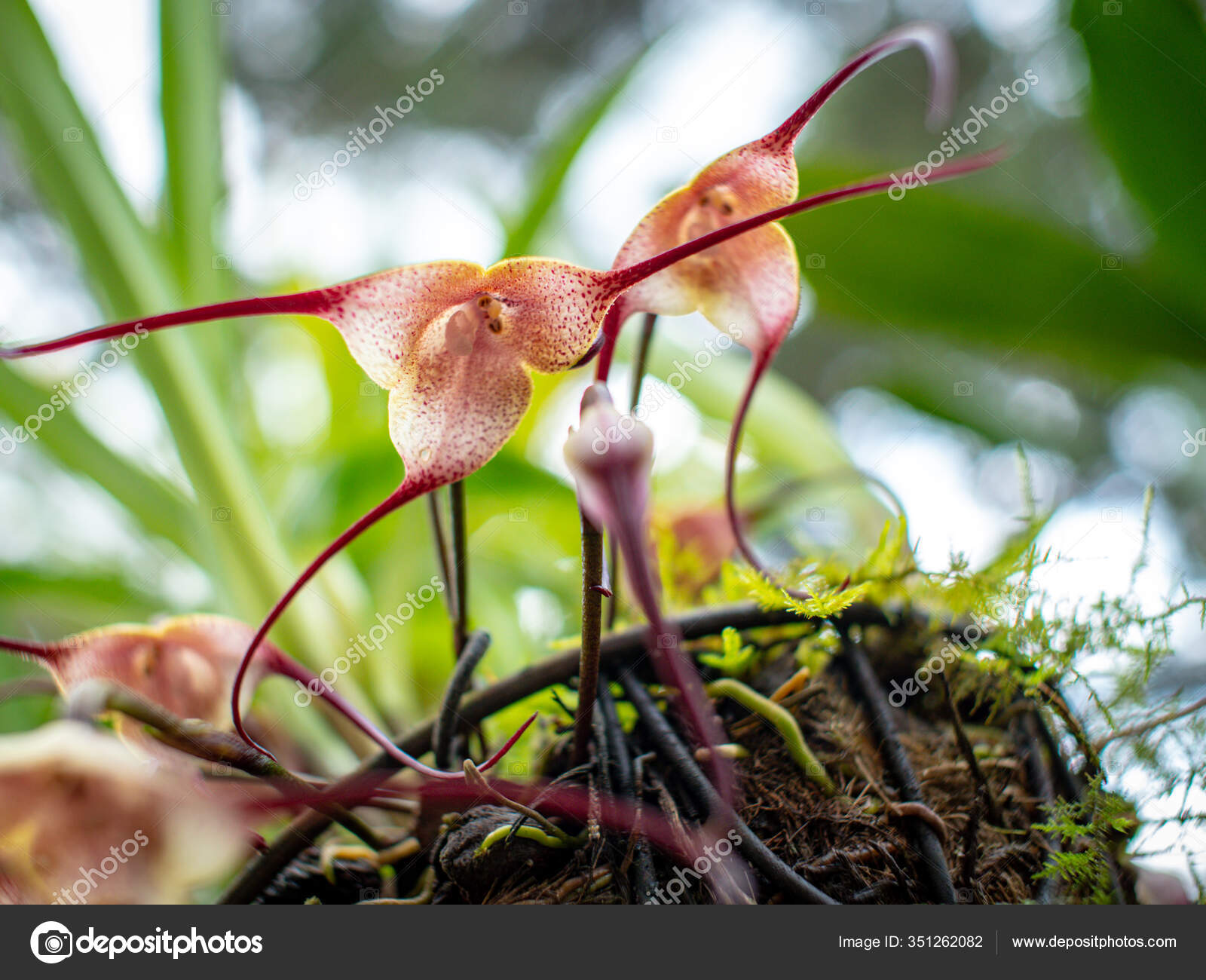 Dracula Monkey Orchid