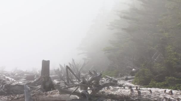 147 Smoke wreckage Videos, Royalty-free Stock Smoke wreckage Footage ...