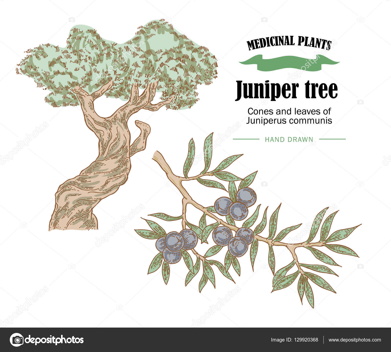 Juniper Tree Drawing