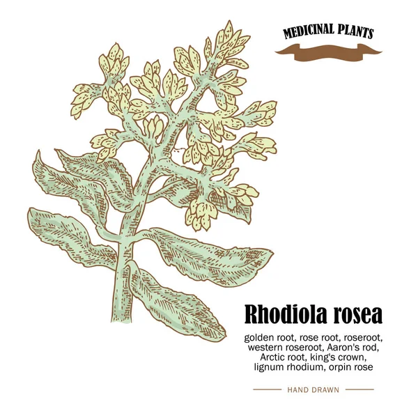 Rhodiola rosea Stock Vectors, Royalty Free Rhodiola rosea Illustrations ...