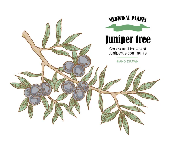 Juniper tree vector illustration. Cones ans leaves of Juniperus Stock ...