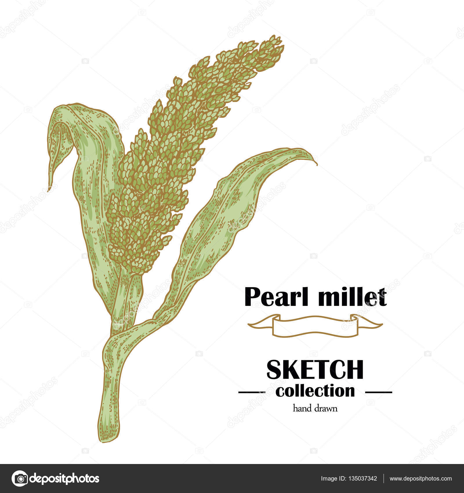How To Draw Millet Plant at Jo Diggs blog