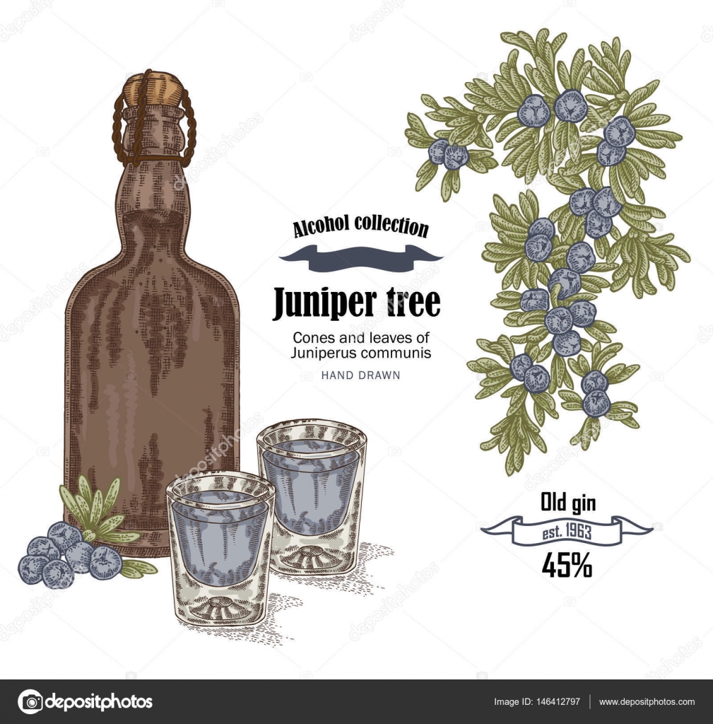 Juniper tree and old bottle gin vector illustration. Cones ans berries ...