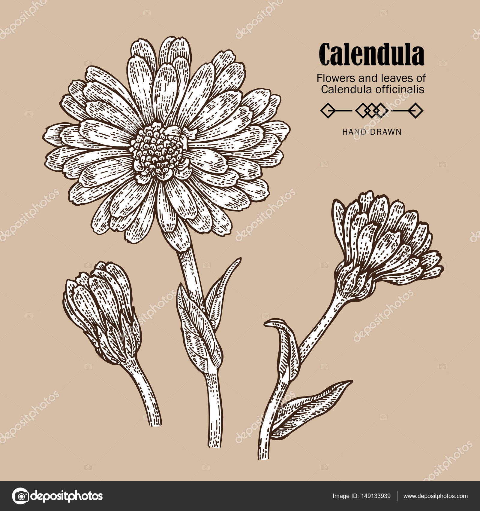 Hand drawn calendula flower. Medicinal herbs in sketch style. Vector ...