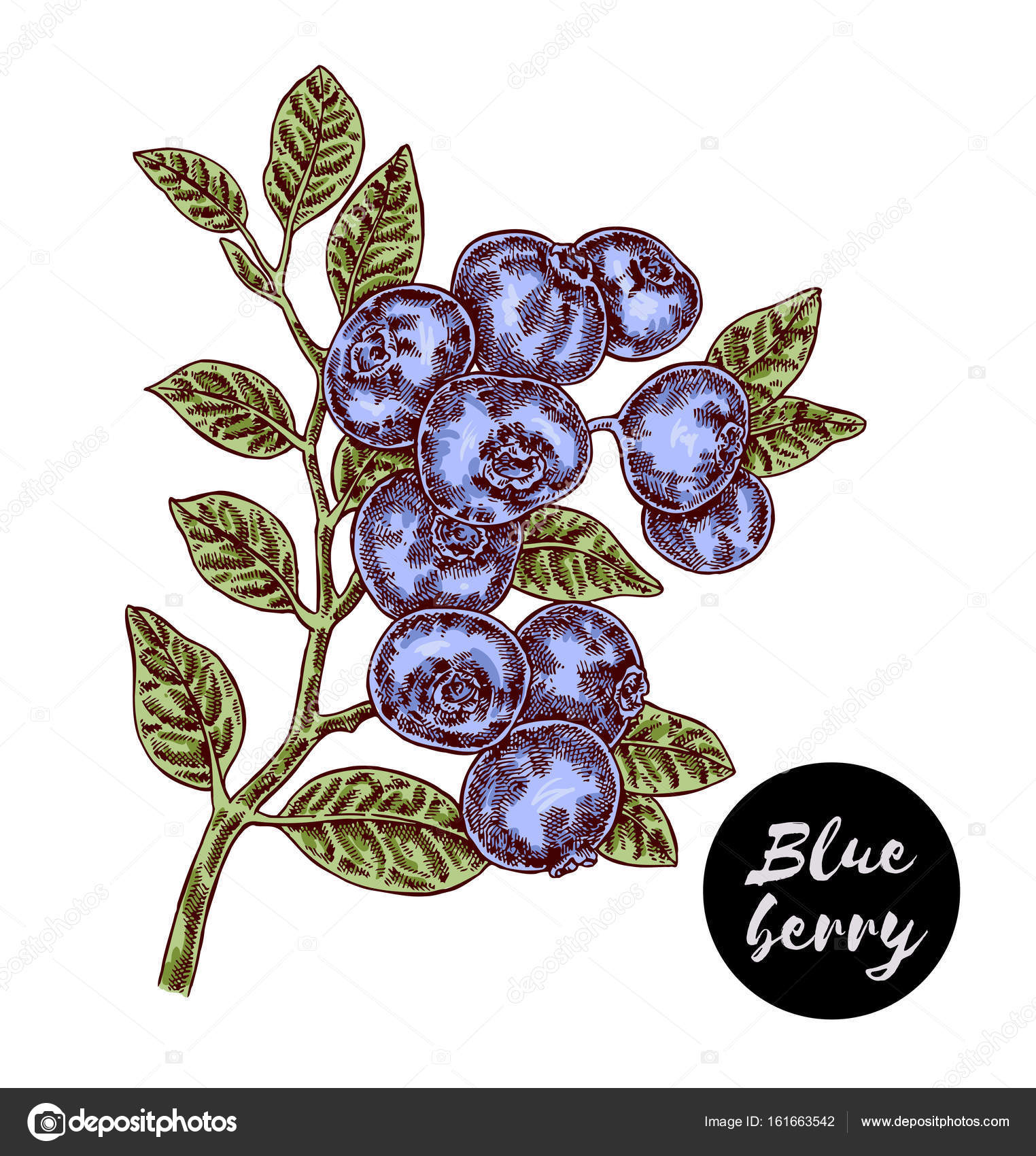 Hand drawn color sketch berries. Ripe blueberry branch isolated on ...