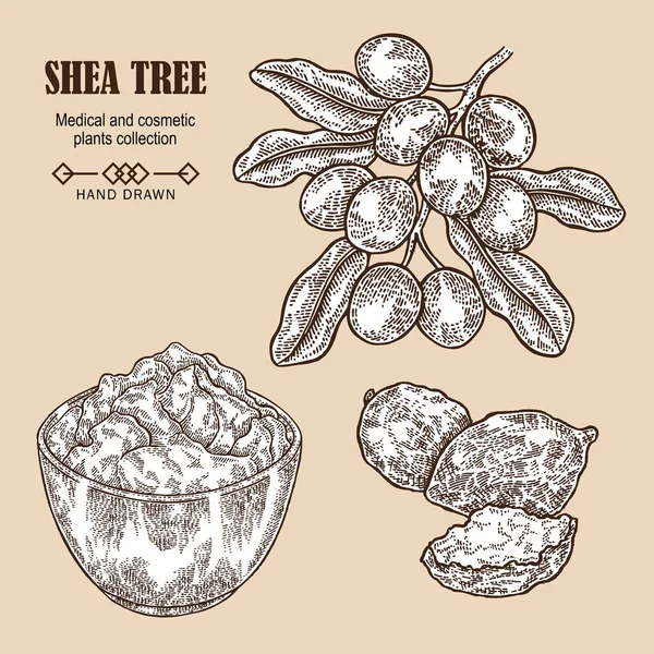 Shea butter Stock Vectors, Royalty Free Shea butter Illustrations ...