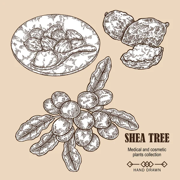 Tree nuts Stock Vectors, Royalty Free Tree nuts Illustrations ...