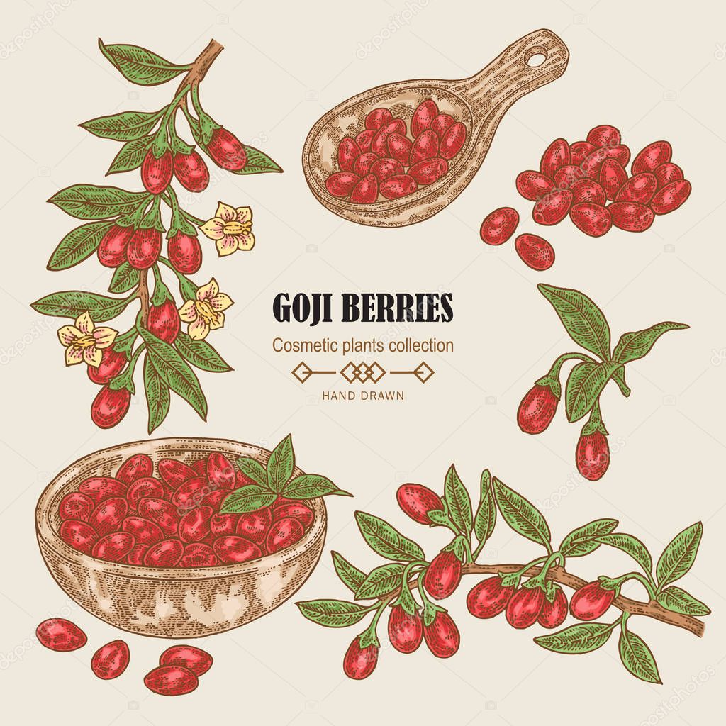 Juego dibujado a mano de bayas de Goji. Dibujo en color goji ...