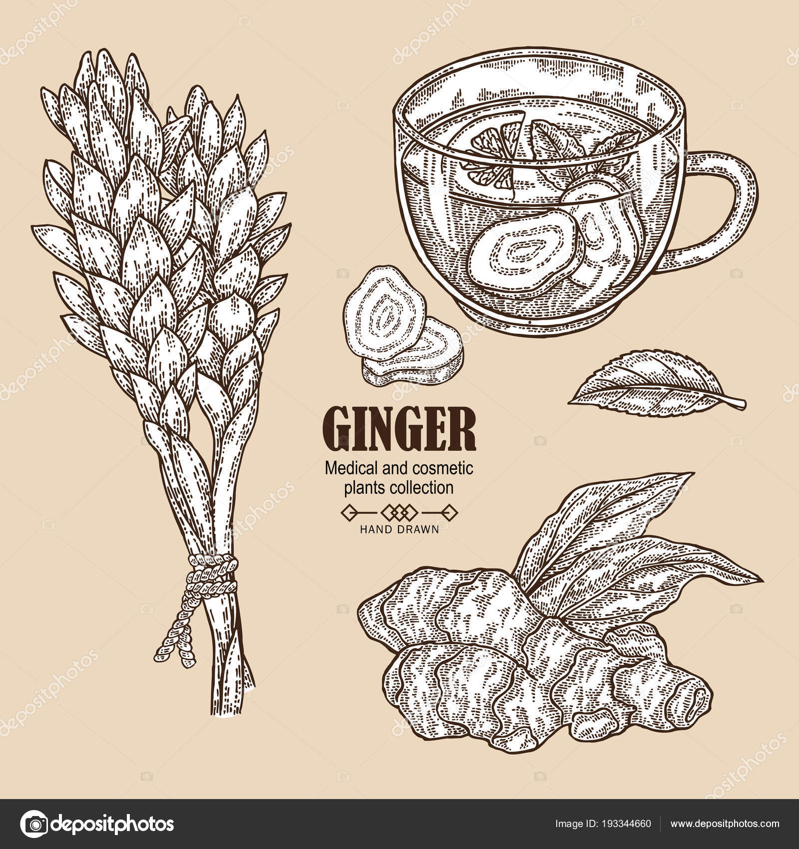 Ginger plant set. Hand drawn ginger root, flowers and cup of tea ...