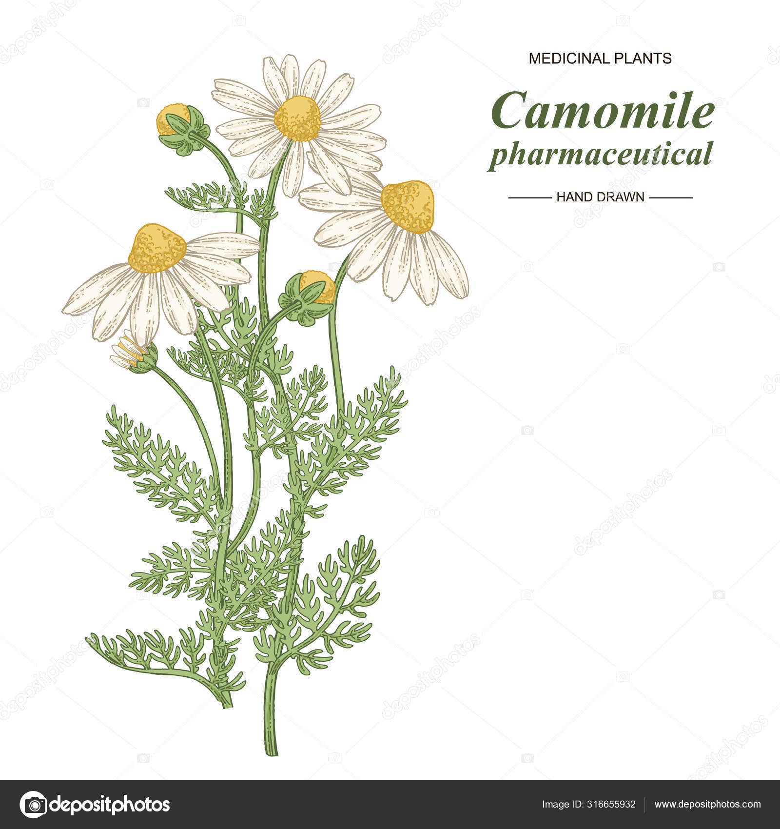 Chamomile Plant Drawing
