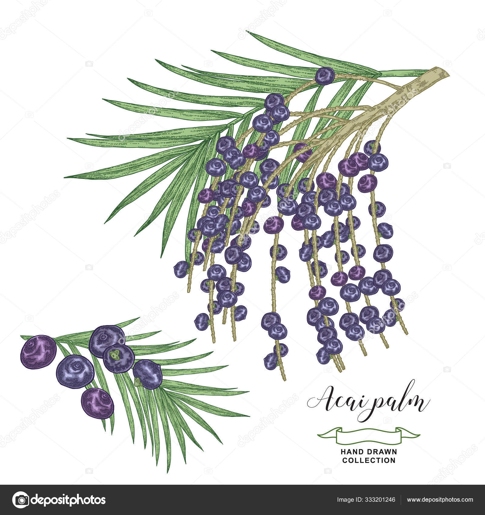 Acai palm branch with berries isolated on white background. Acai ...