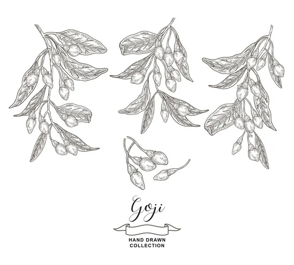 Goji Vector Art Stock Images | Depositphotos