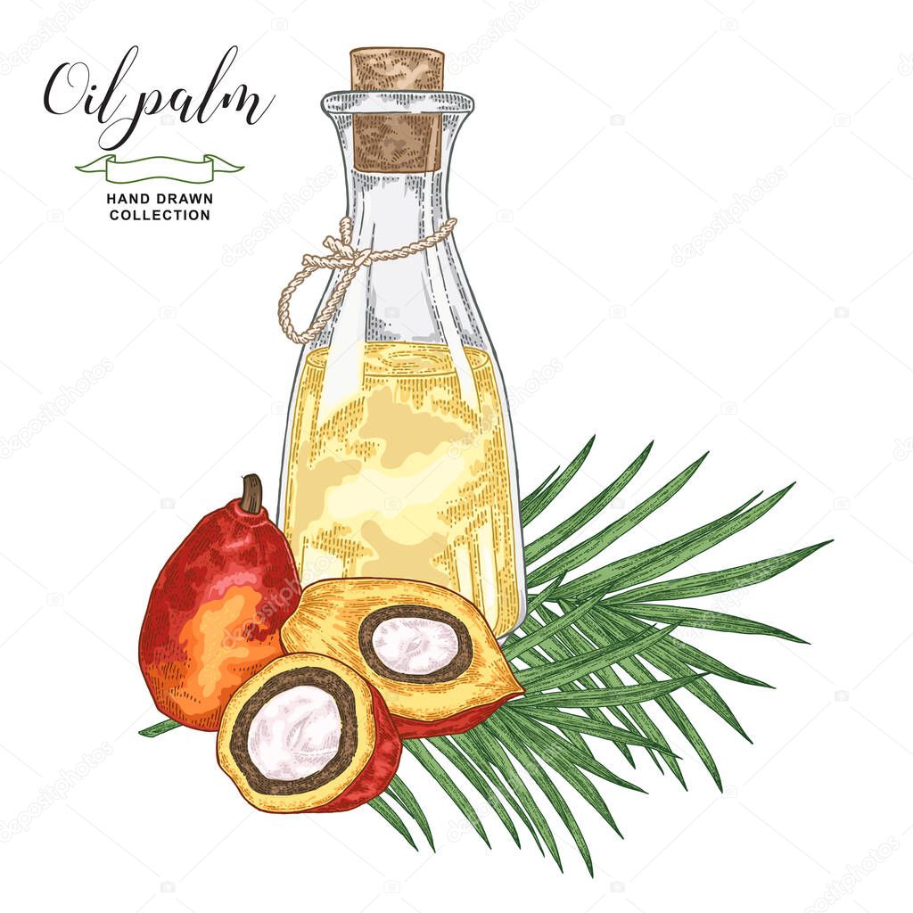 Aceite de palma dibujado a mano en botella de vidrio. Hojas coloridas ...