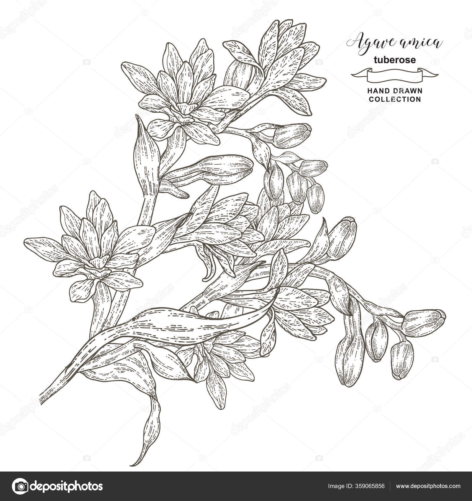 Tuberose Flowers Leaves Isolated White Background Agave Amica Set Hand ...