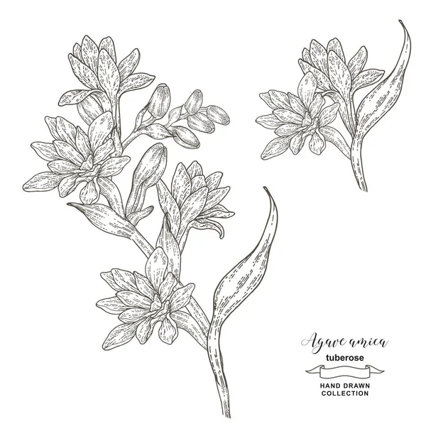 Tuberose flower Vector Images, Royalty-free Tuberose flower Vectors ...