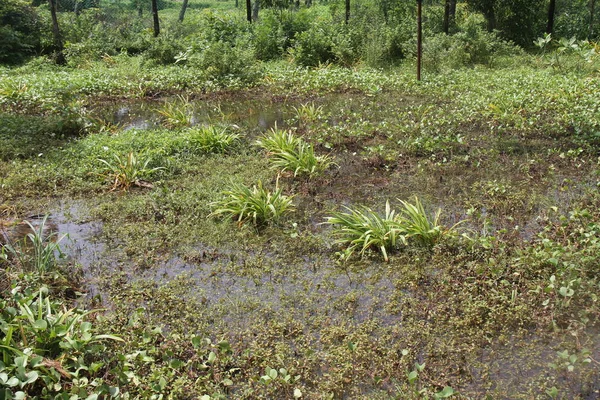 Stagnant water Stock Photos, Royalty Free Stagnant water Images ...