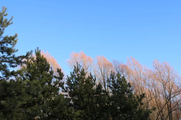 Tree line Stock Photos, Royalty Free Tree line Images | Depositphotos
