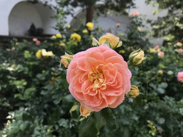 Mooie vintage bloem Stock Photos, Royalty Free Mooie vintage bloem ...