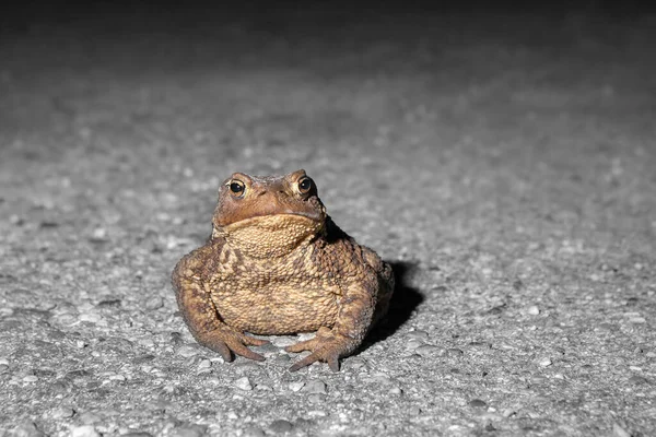 Poop toad Stock Photos, Royalty Free Poop toad Images | Depositphotos