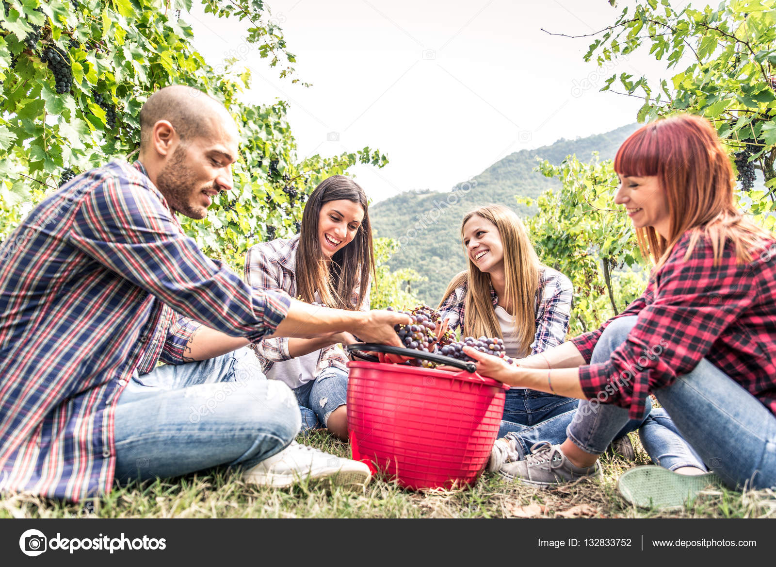 People harvesting in vineyard Stock Photo by ©oneinchpunch 132833752