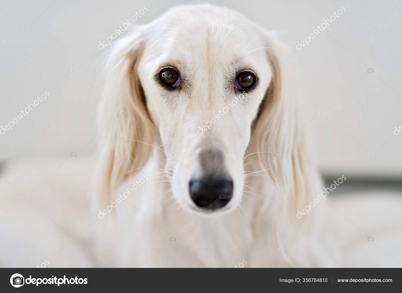 Purebred White Saluki Sighthound Gazehound Serious Hunter Heart Can ...