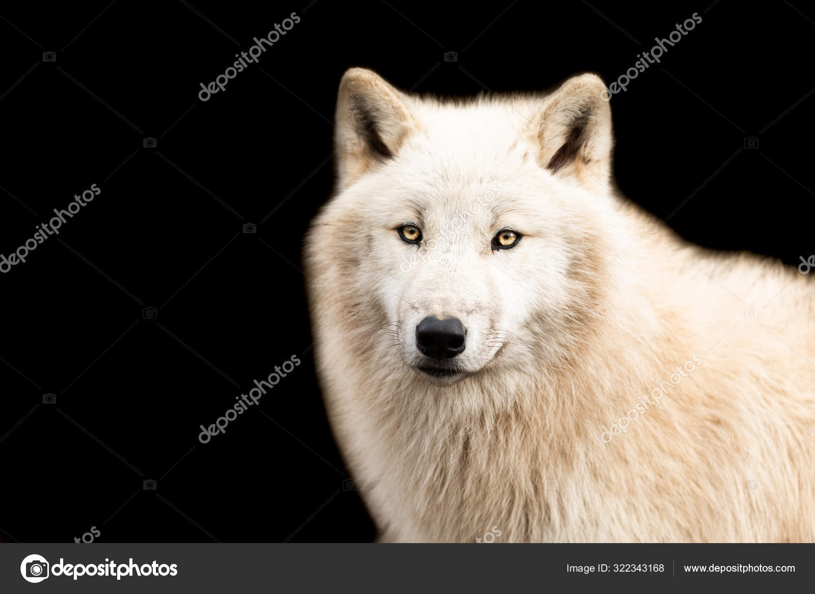 Fundo De Lobo Branco Lobo Branco Em Luzes Do Sol Perfil Retrato De