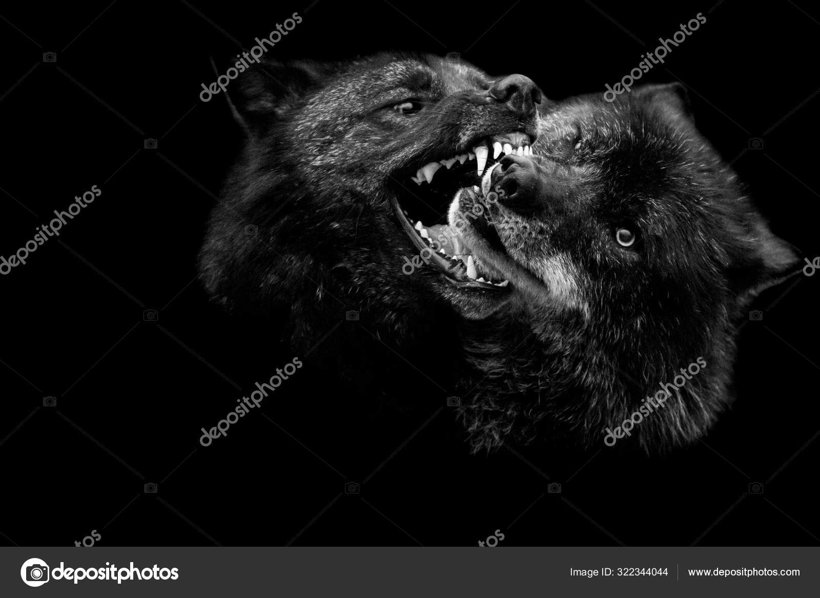 Two Wolves Black And White