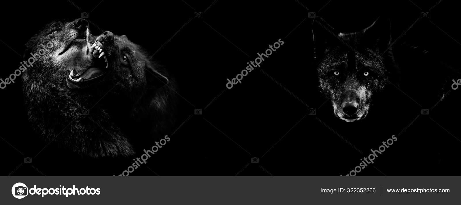 Black And White Wolves Fighting