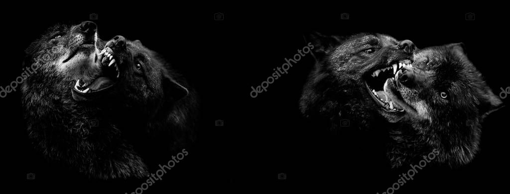 Growling wolf Stock Photos, Royalty Free Growling wolf Images ...