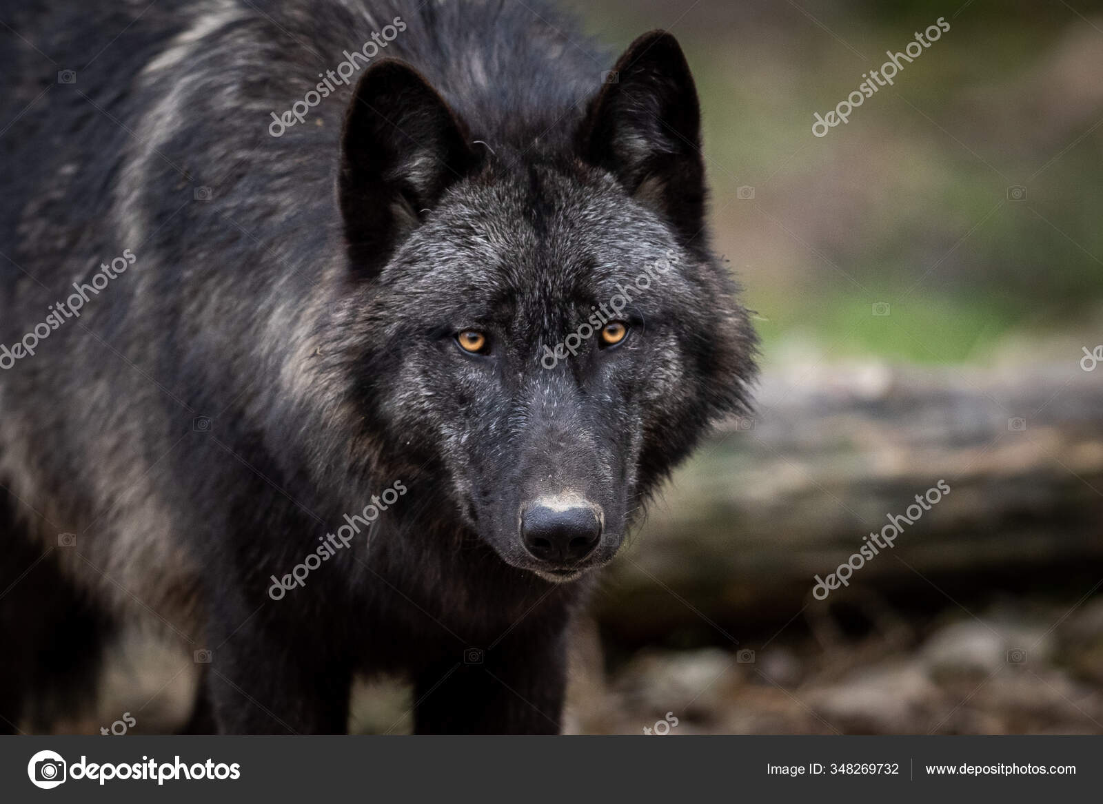 Eastern Timber Wolf Black
