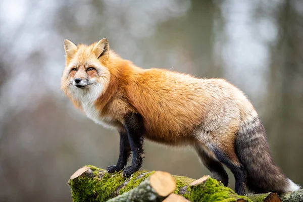 Zorro color fotos de stock, imágenes de Zorro color sin royalties ...