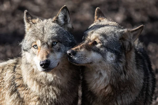 Romantic wolf Stock Photos, Royalty Free Romantic wolf Images ...