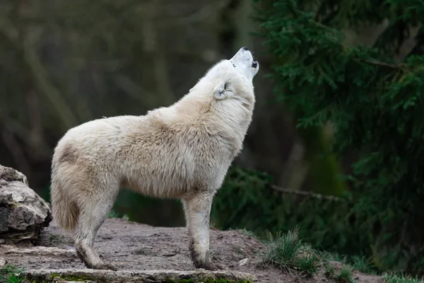 Beautiful howling wolf Stock Photos, Royalty Free Beautiful howling ...