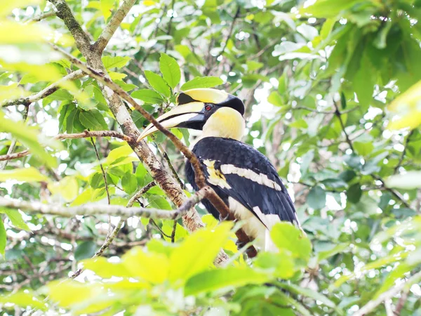 Hornbill bird fotos de stock, imágenes de Hornbill bird sin royalties ...