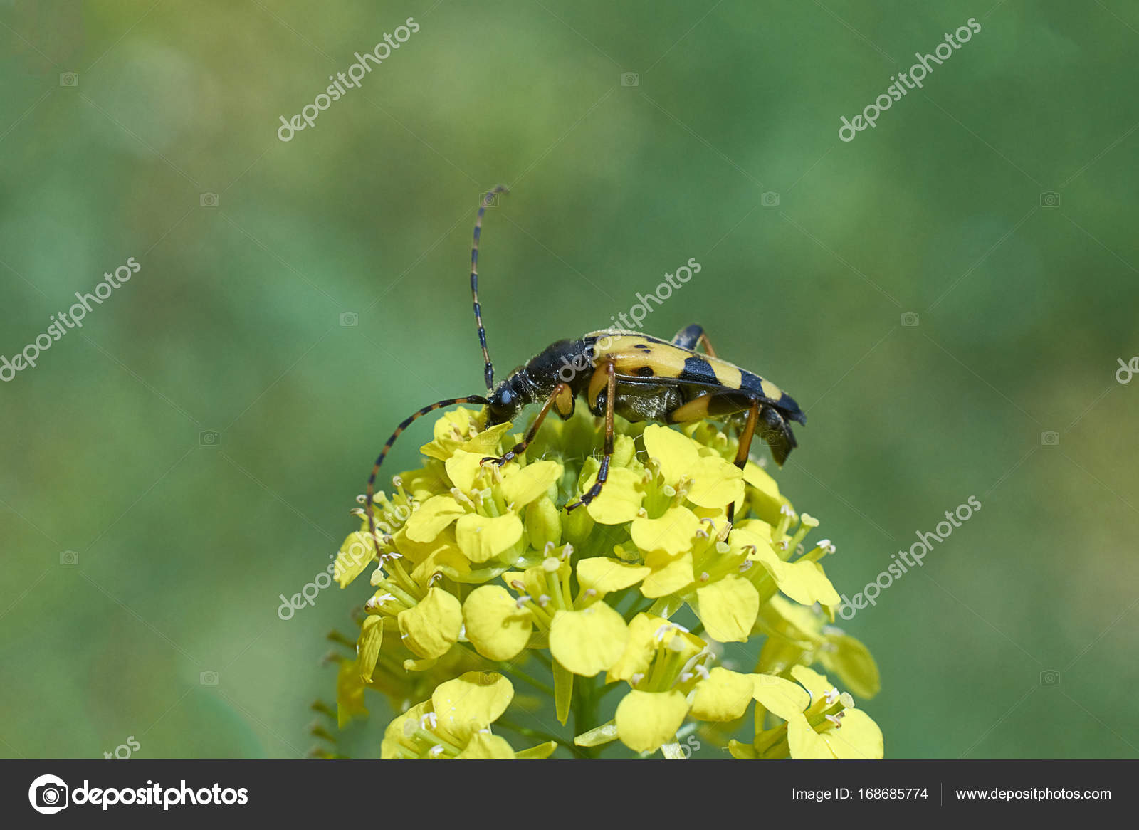 Leopard beetle | Speckled beetle on flower. — Stock Photo ...