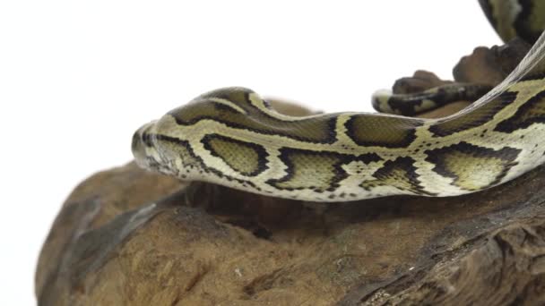 Python Stock Photo by ©arztsamui 9886043