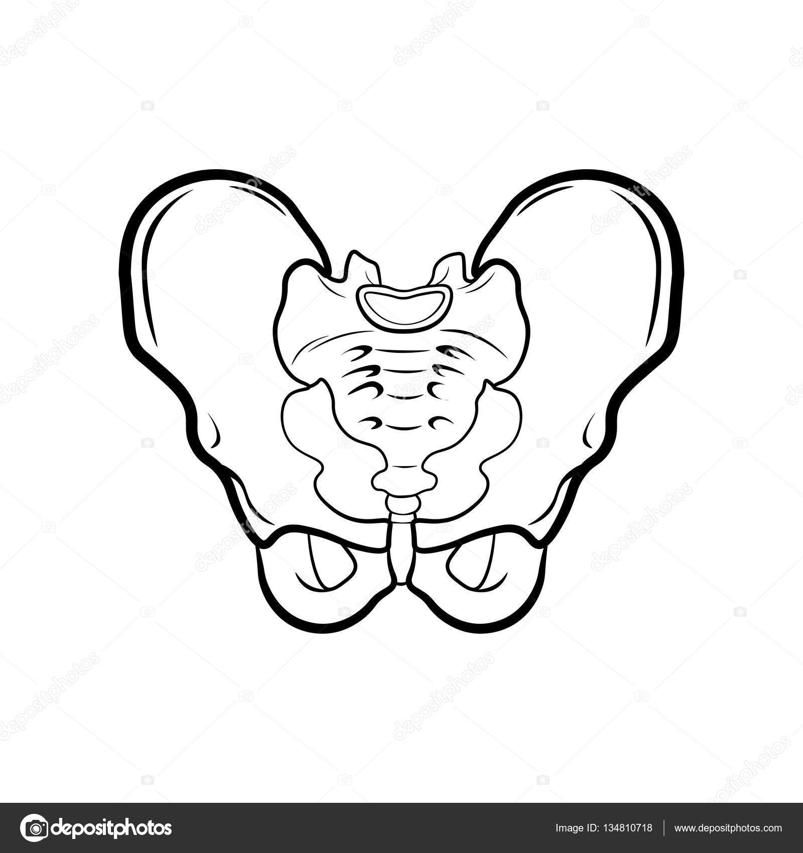 Imágenes: pelvis humana | Anatomía Pelvis humana. Ilustración de vector ...